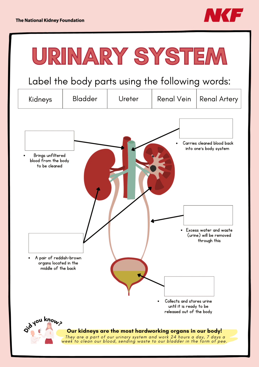 Activity Sheets | The National Kidney Foundation (NKF) Singapore